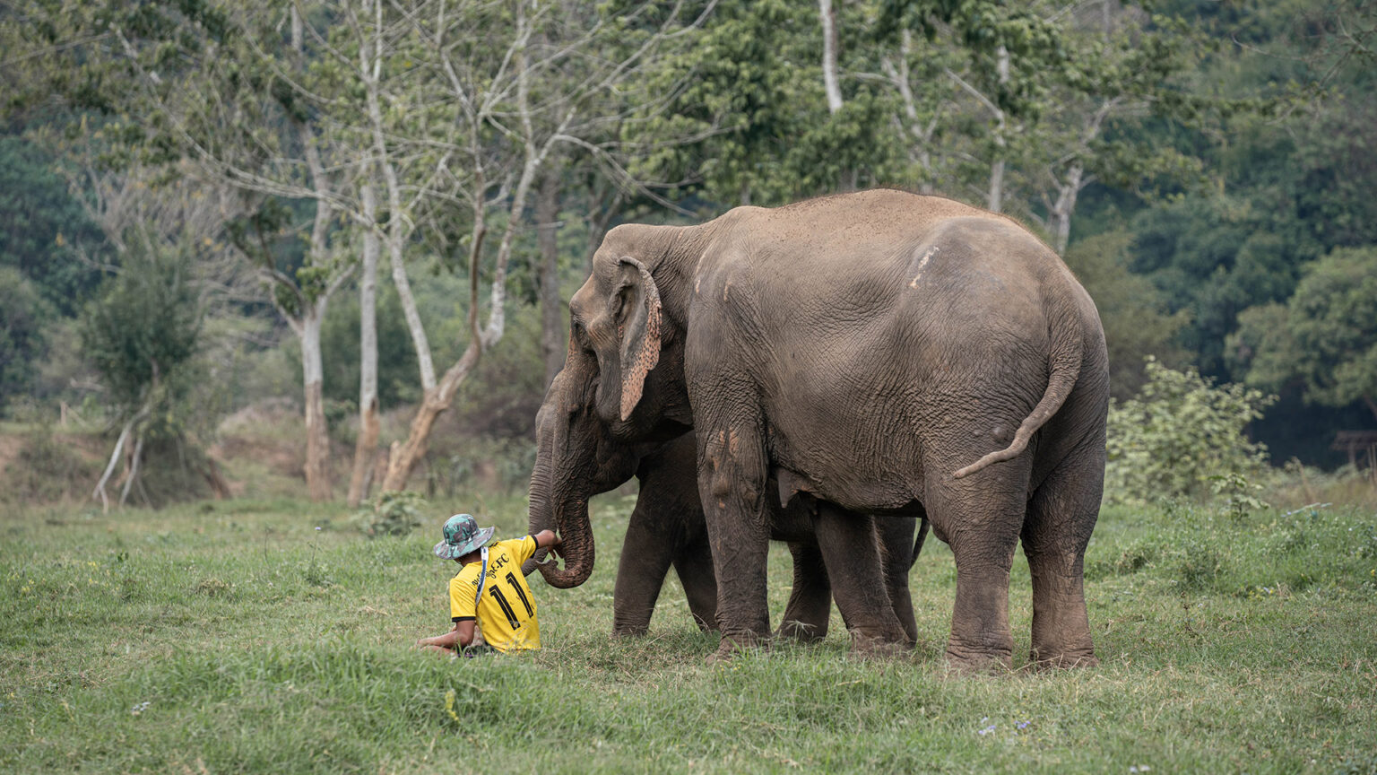 New Elephant Home - New Elephant Home