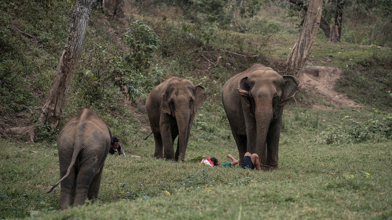 New Elephant Home - New Elephant Home