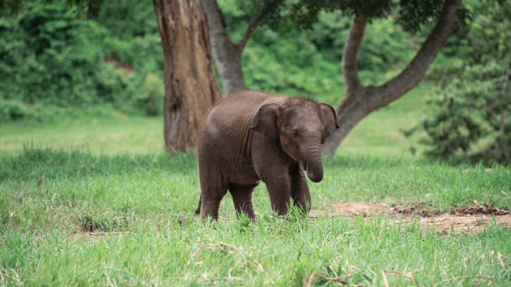 New Elephant Home - New Elephant Home
