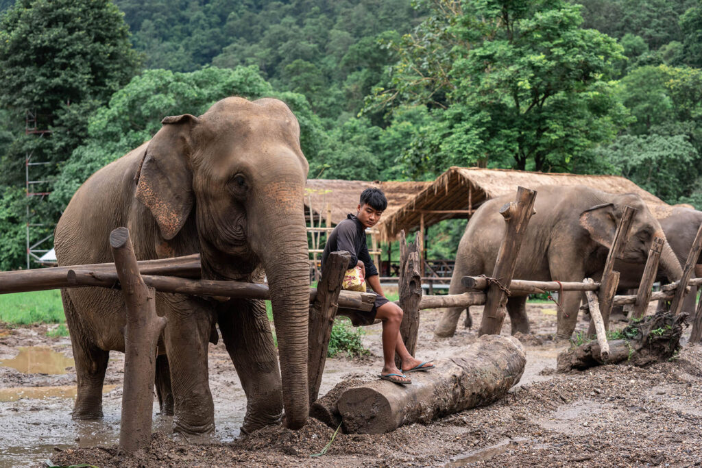 New Elephant Home - New Elephant Home
